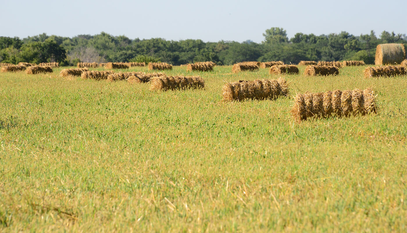 Humanely Raised & Sustainable Meat Products | Niman Ranch