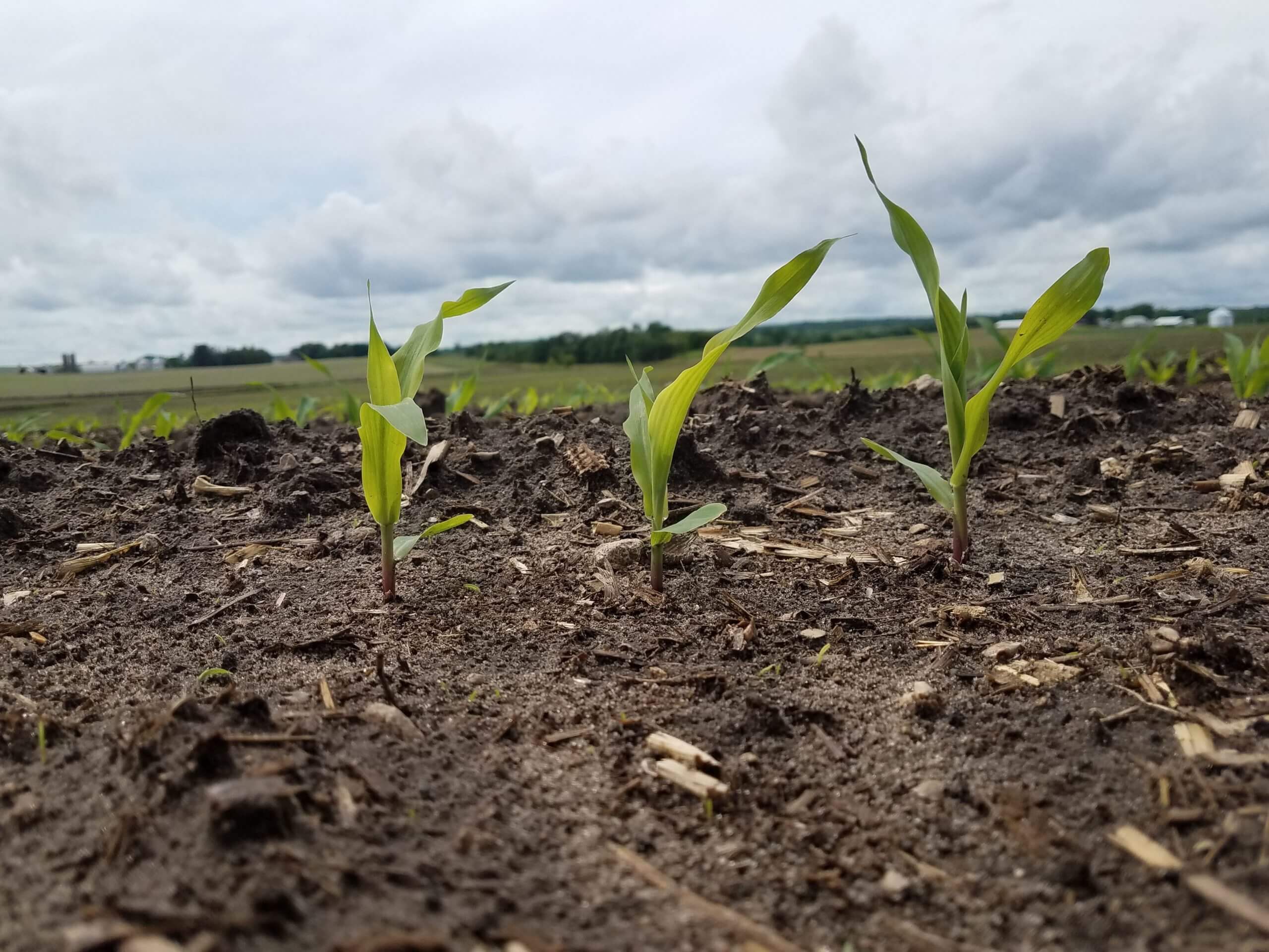 Composting & Small Family Farms - Niman Ranch