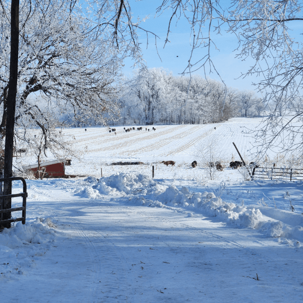 Reflecting on the Winter Months: Snow, Repairs & Crops - Niman Ranch